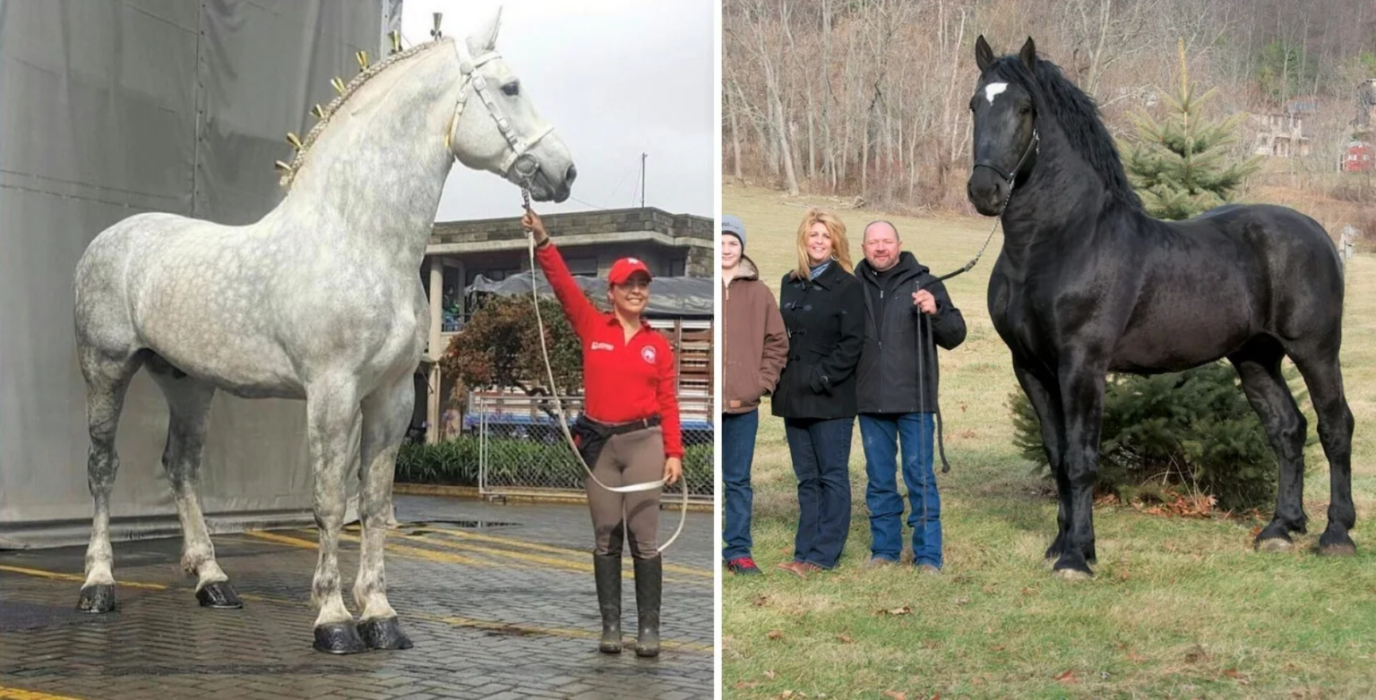 8 Fascinating Facts About The Giant Percheron Horse Breed